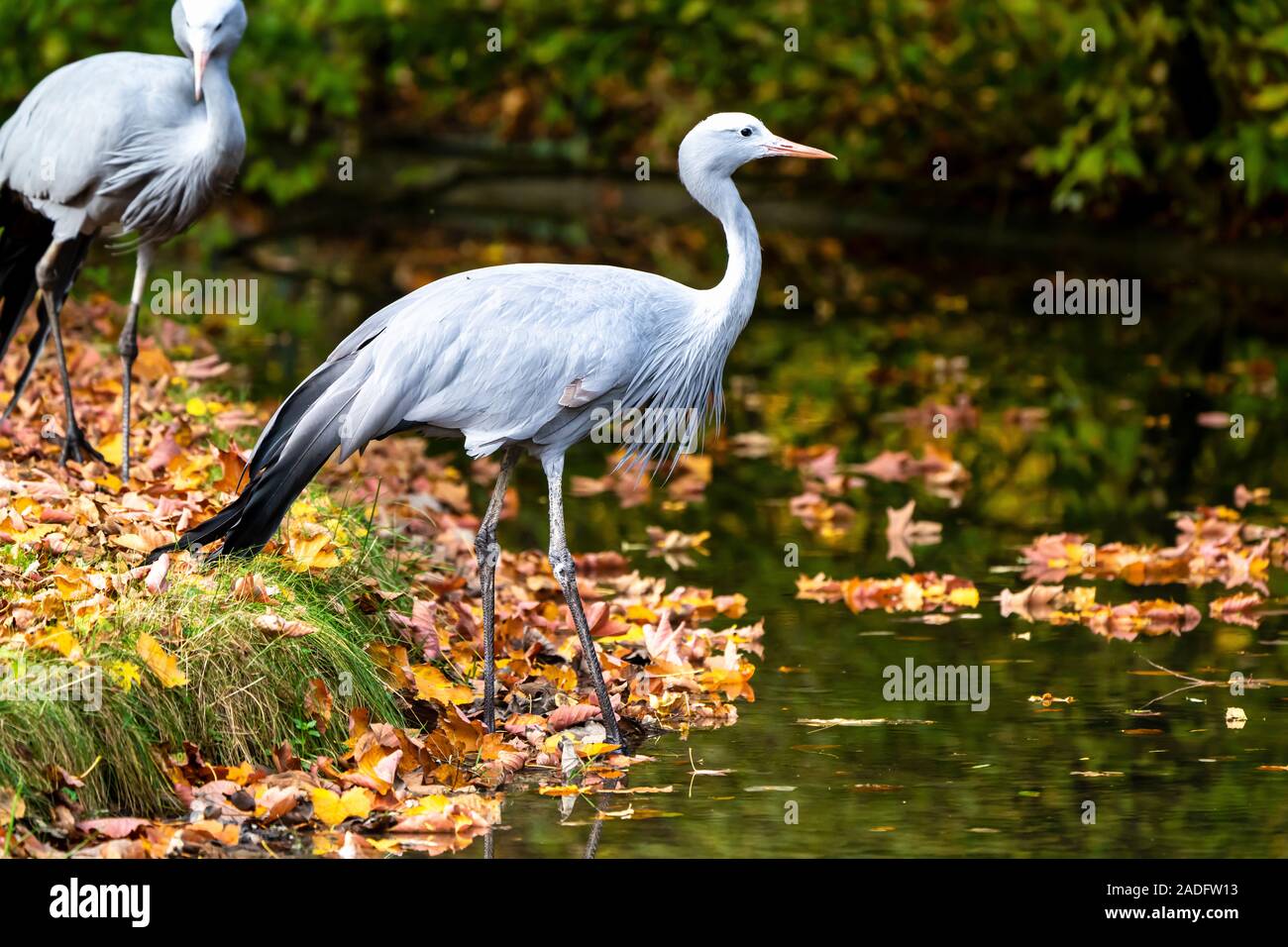 The Blue Crane, Grus paradisea, is an endangered bird specie endemic to ...