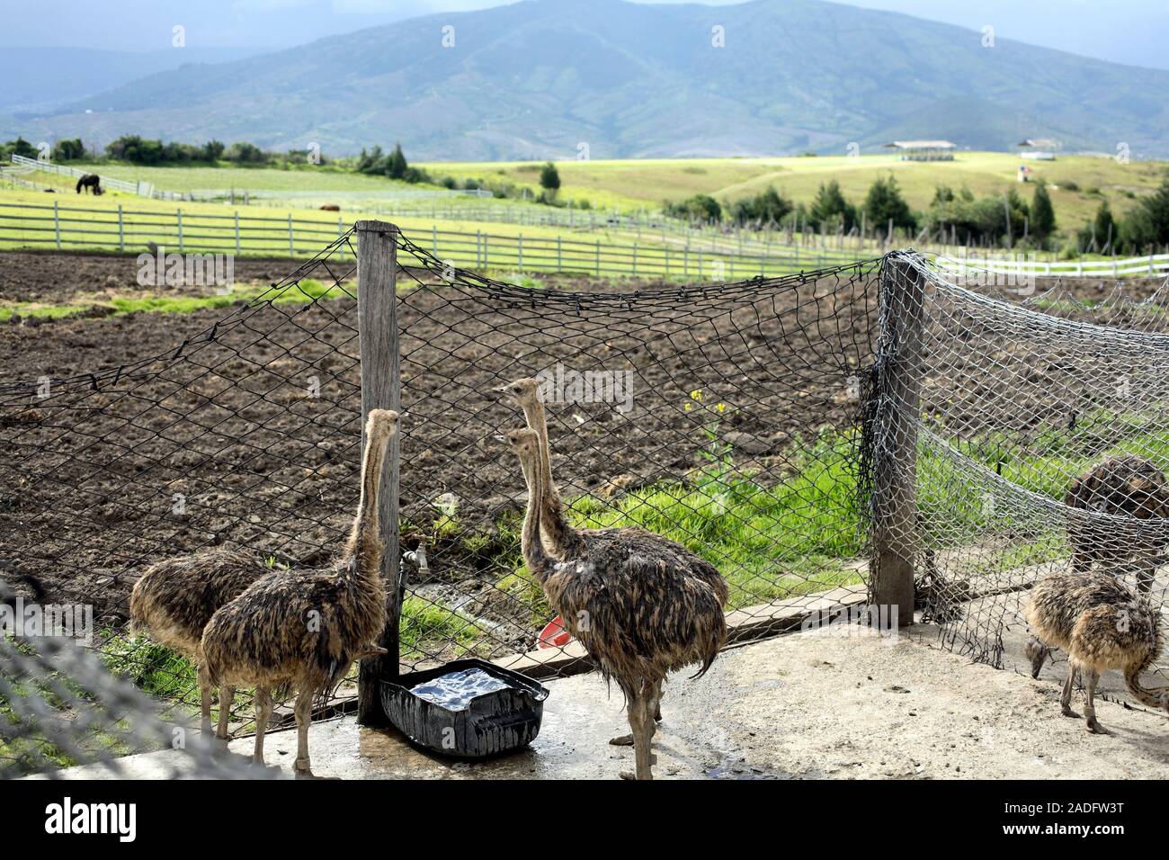 Ostrich farm. Ostriches (Struthio camelus) in a pen on a farm. These ...