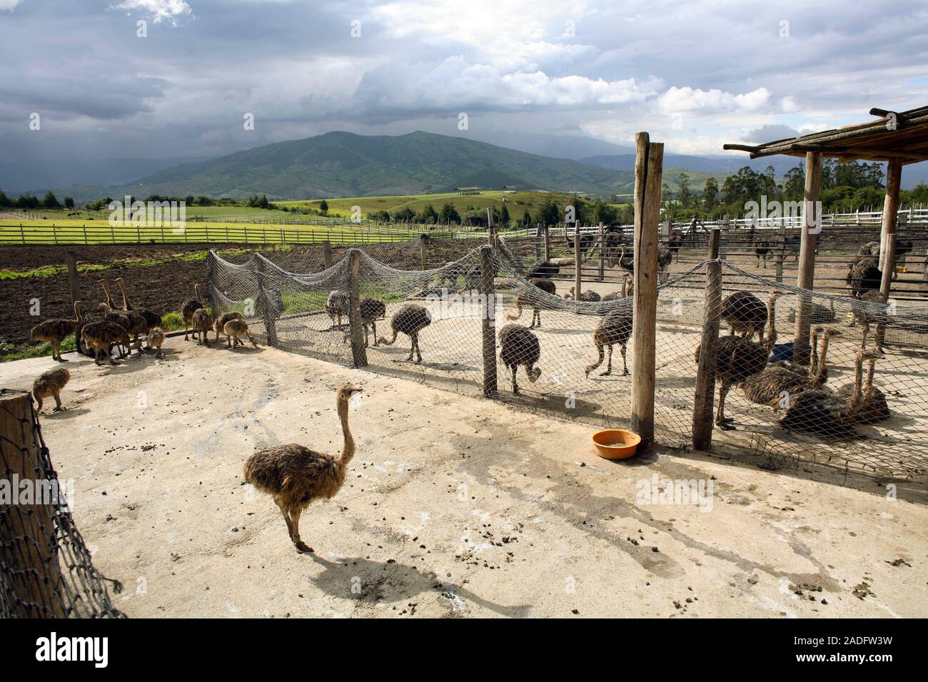 Ostrich farm. Ostriches (Struthio camelus) in a pen on a farm. These ...