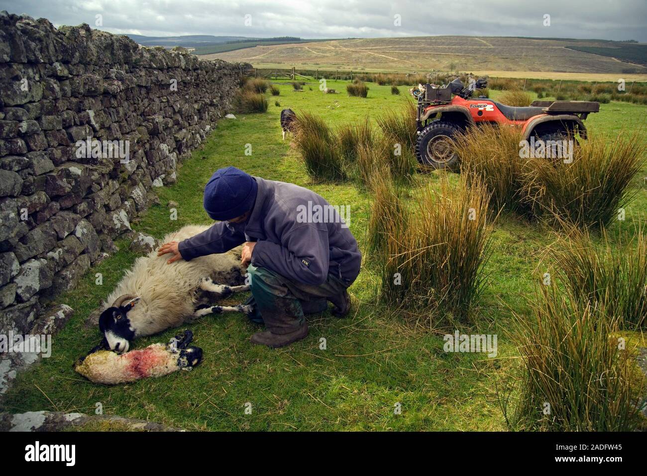 Ewe sheep and new born lamb (Ovis aries). Shepherd tending to a sheep ...