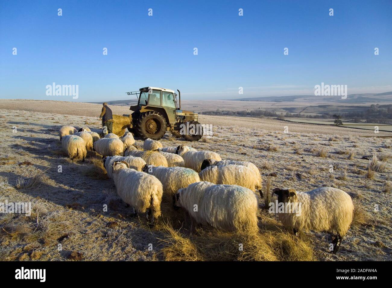 Farmer feeding sheep (Ovis aries) by unloading hay from a tractor in a ...