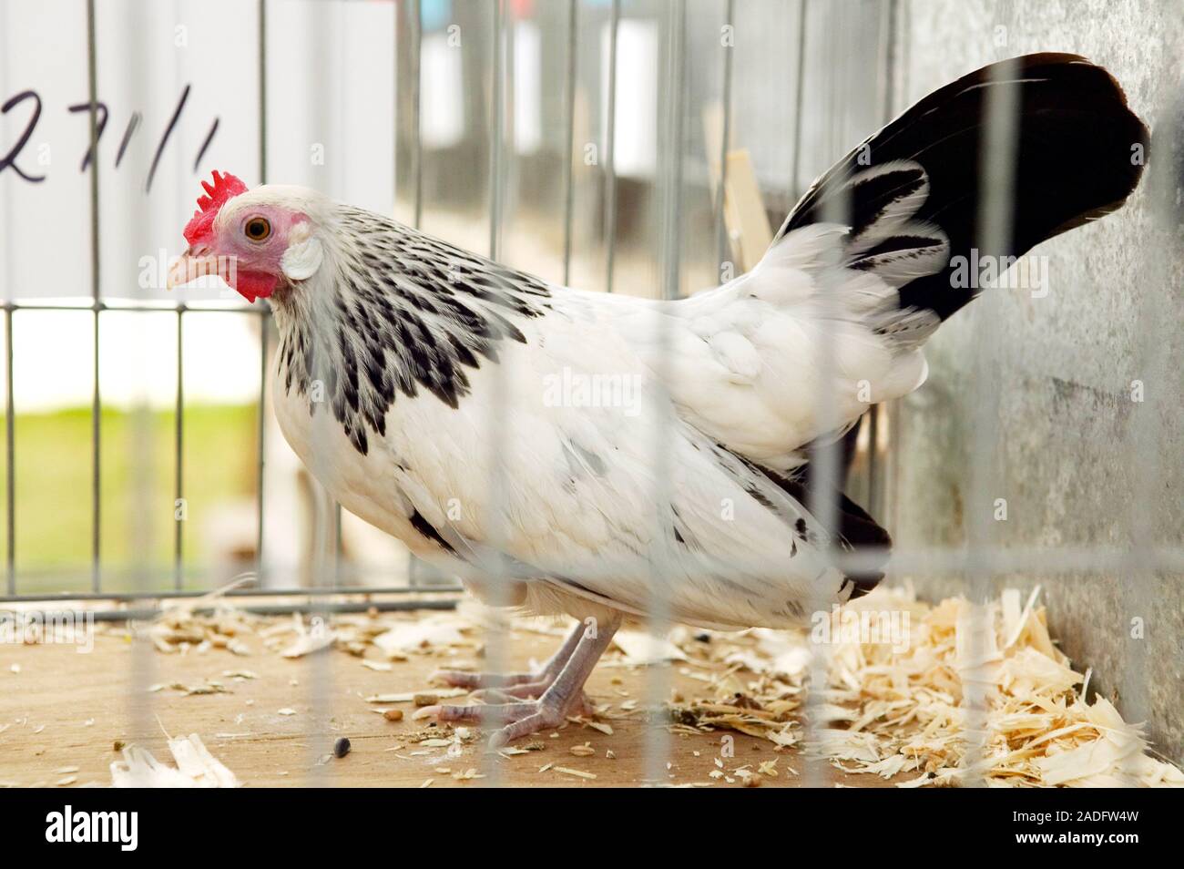 Caged chicken (Gallus gallus) at an agricultural show Stock Photo - Alamy