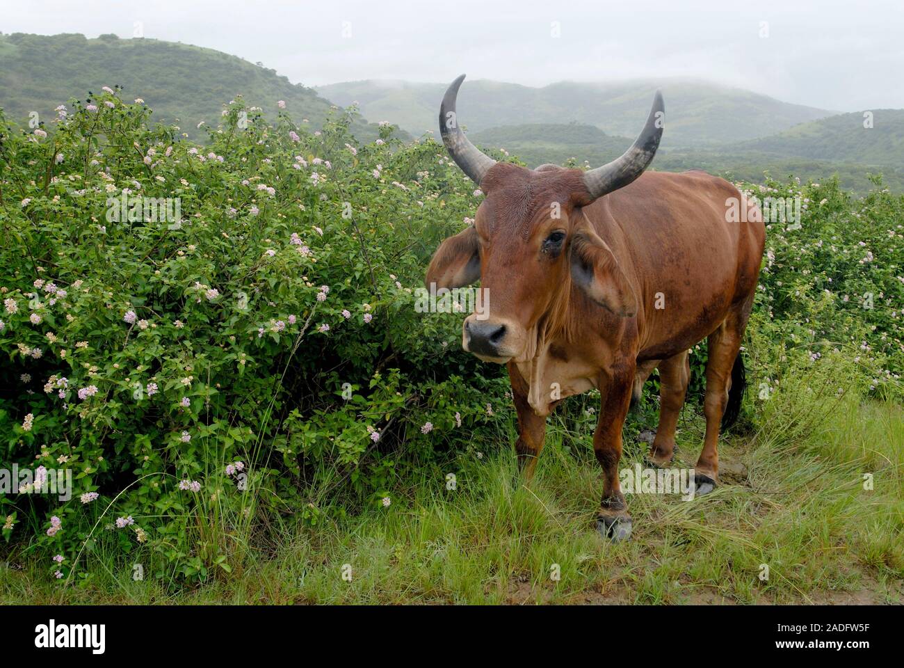 Xhosa long-horned cattle or zebu (Bos primigenius indicus). This is a ...