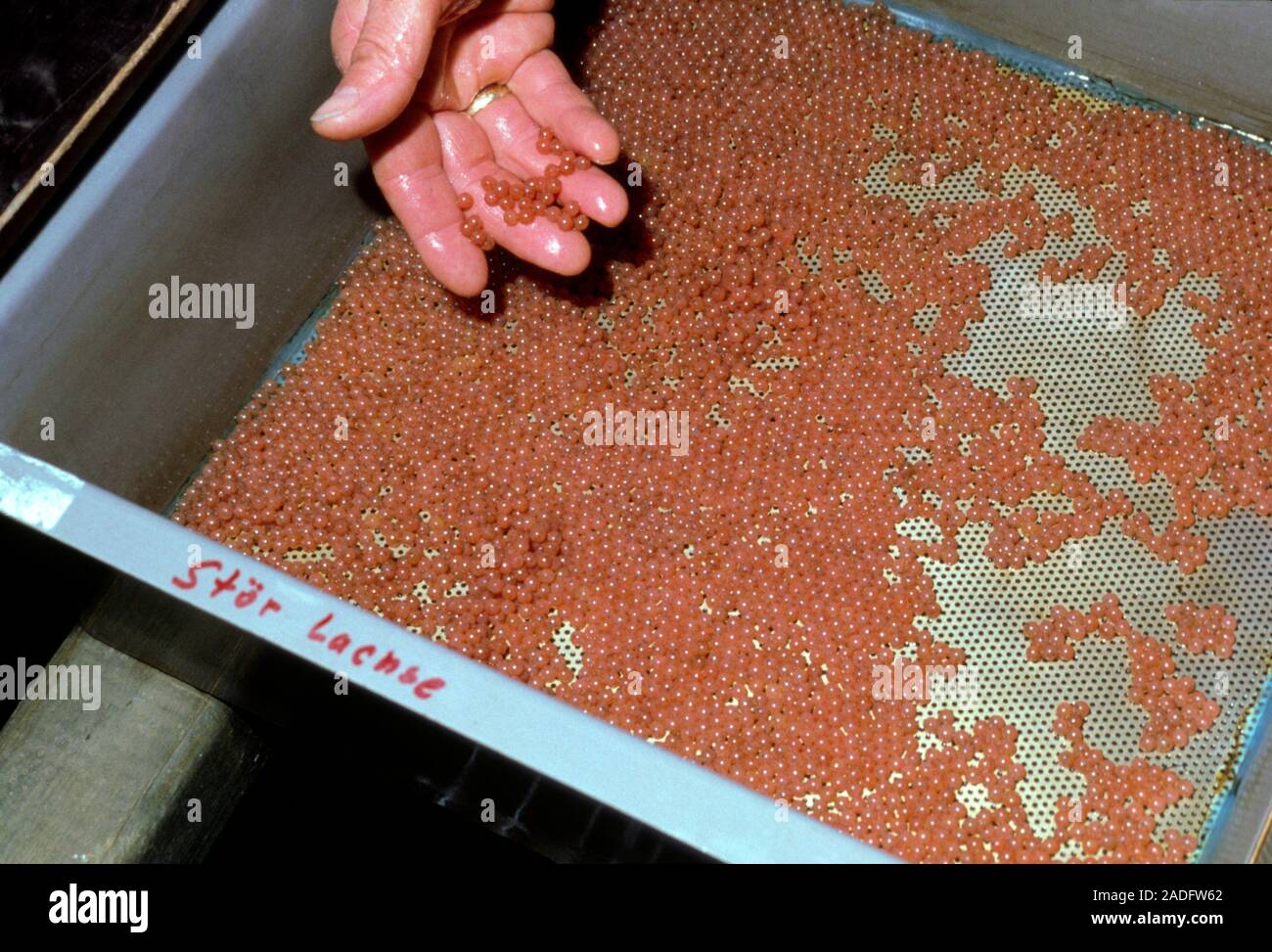 Atlantic salmon eggs. Hand examining a tray of eggs of the Atlantic ...