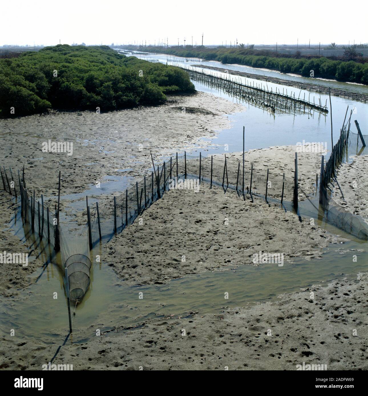 Fish traps in a narrow channel in a mangrove swamp. Fish are directed ...