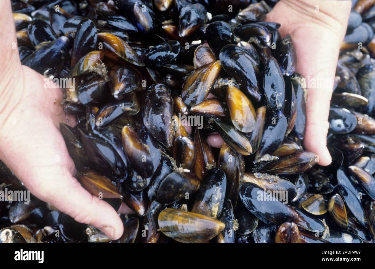 Mussel farming. A fisherman holding a handful of freshly harvested ...
