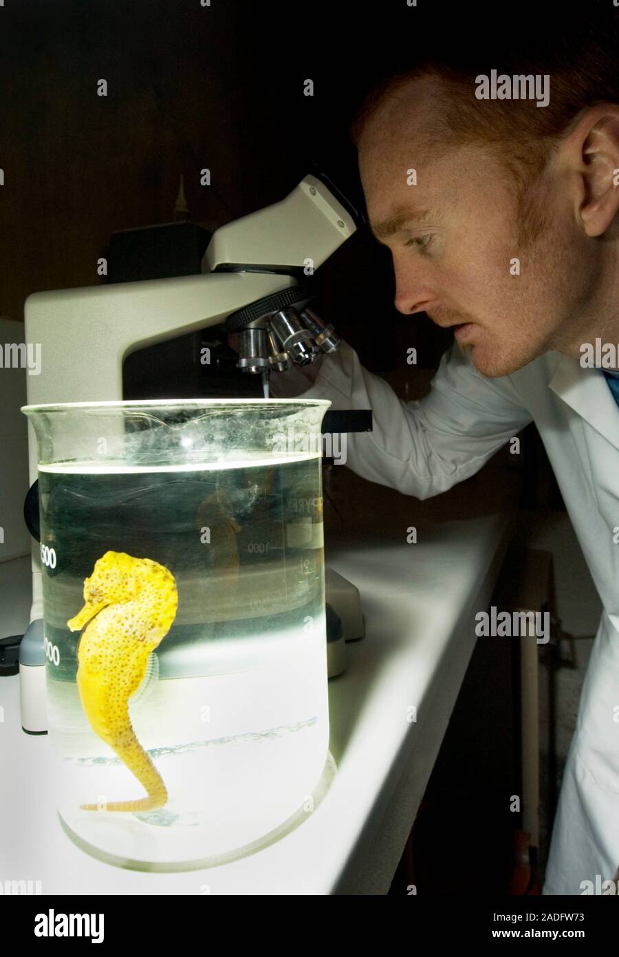 Seahorse farm. Seahorse breeder, Kealan Doyle, examines seahorse eggs ...