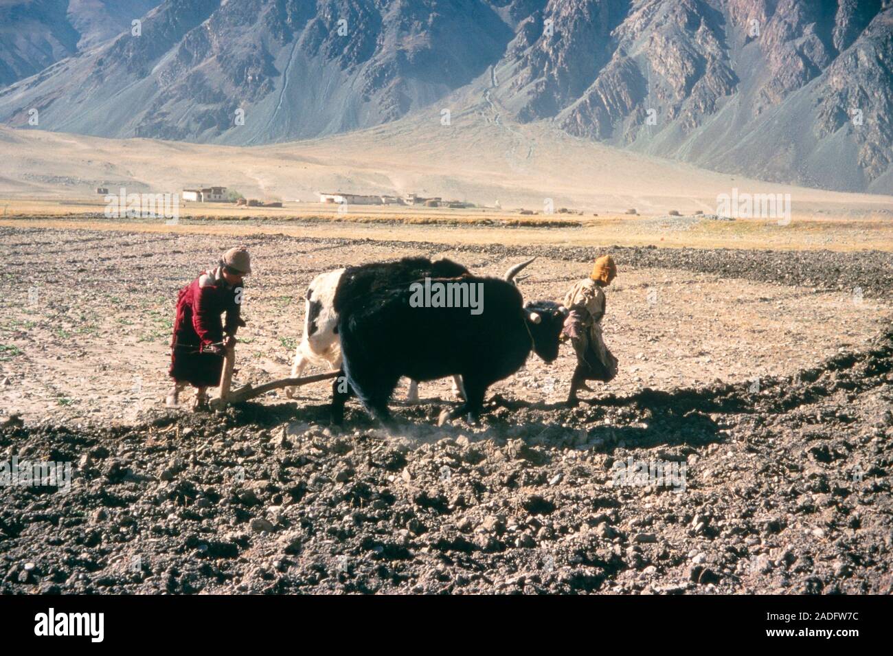 Ploughing fields at Thonde, Zanskar, India. A Yak- cow Hybrid called ...