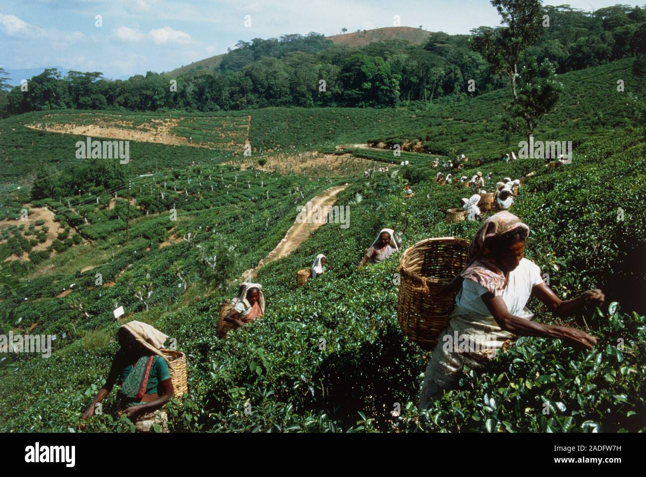 Women workers harvesting tea on a tea plantation in Kandy, Sri Lanka ...