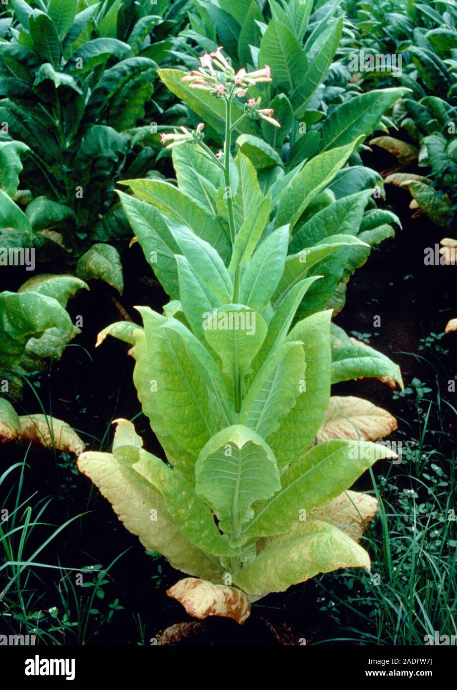 Cultivation of burley tobacco Nicotiana tabacum in Malawi, Africa ...