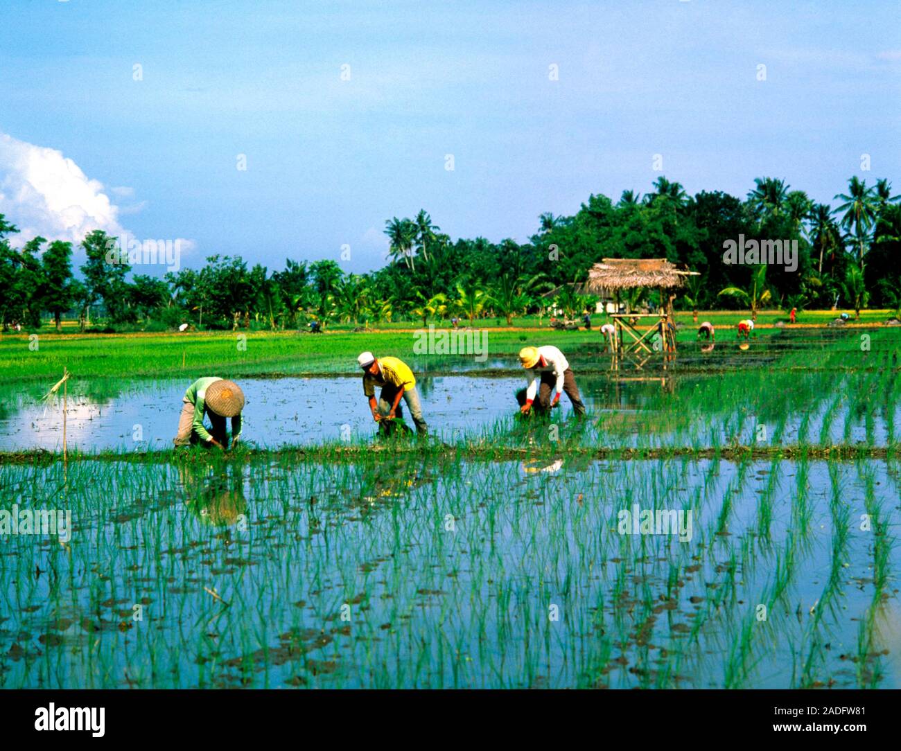Rice planting in Bali, Indonesia. The cereal rice, Oryza sativa, is the ...