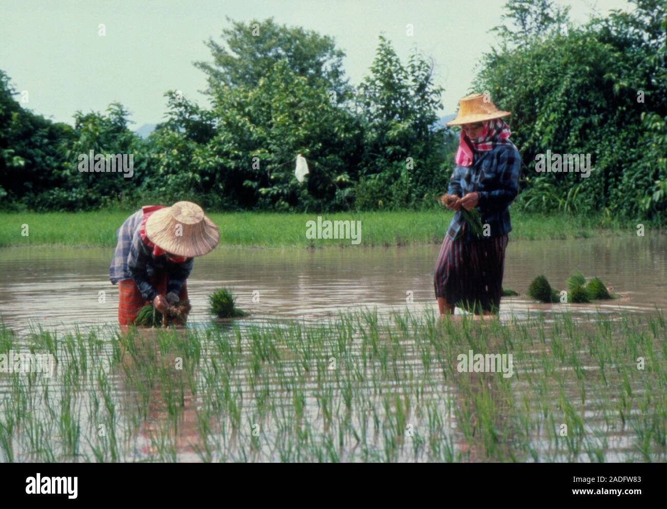 Rice cultivation. People planting rice seedlings in a paddy field. Rice ...