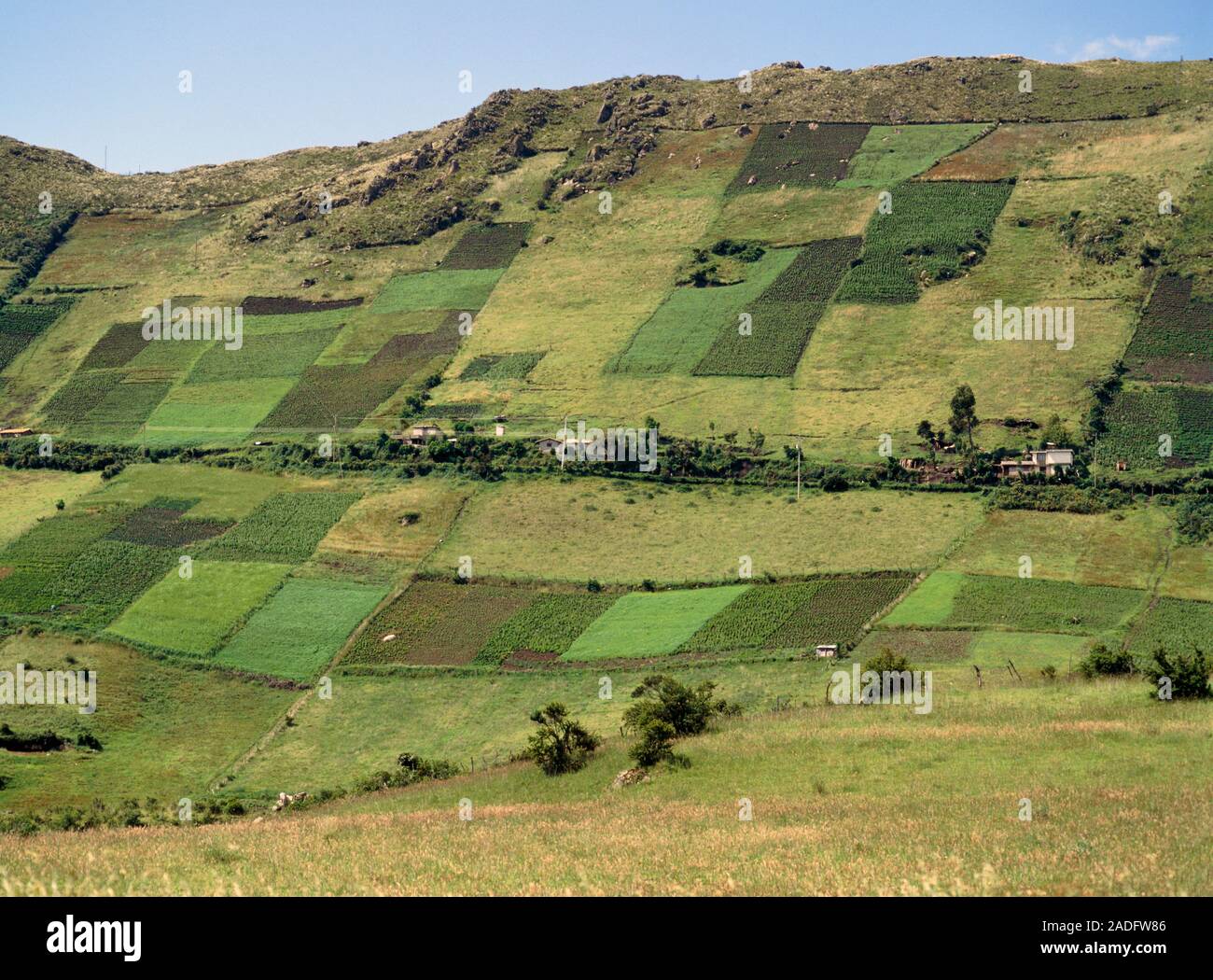 Potato and maize fields. Fields of potatoes and maize on the steep ...