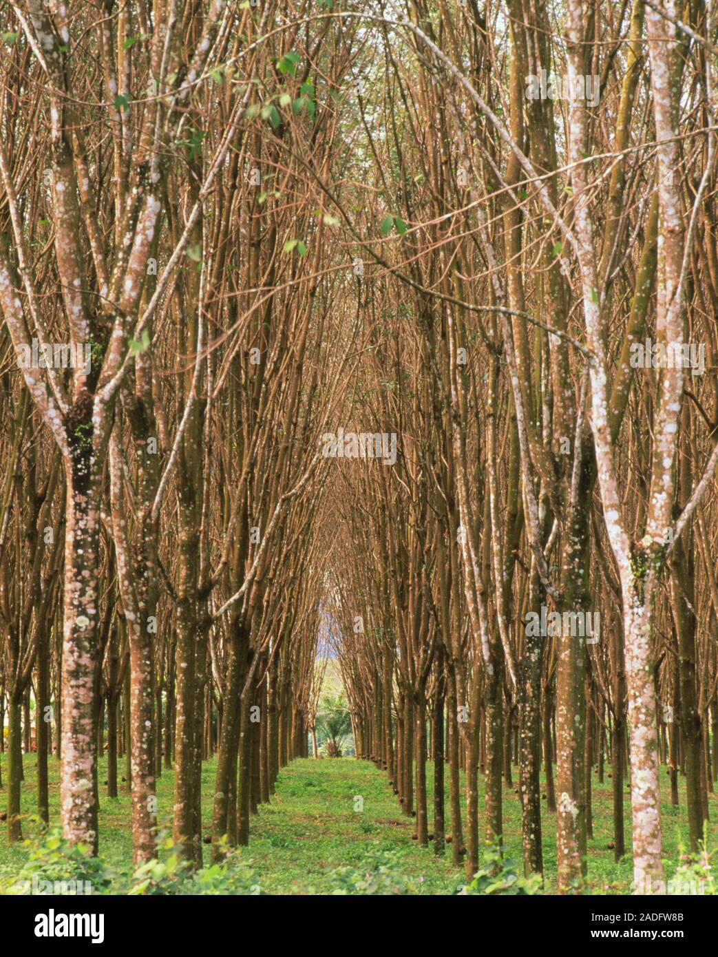 Rubber tree plantation. Natural rubber is produced by many New World ...