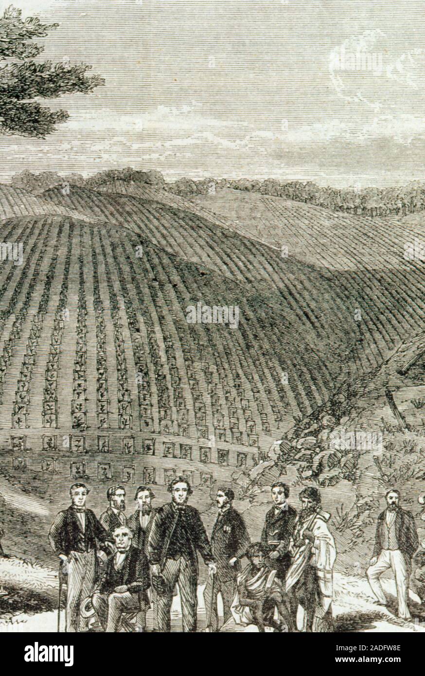 Peruvian bark tree plantation. Engraving of a Peruvian Bark Tree ...