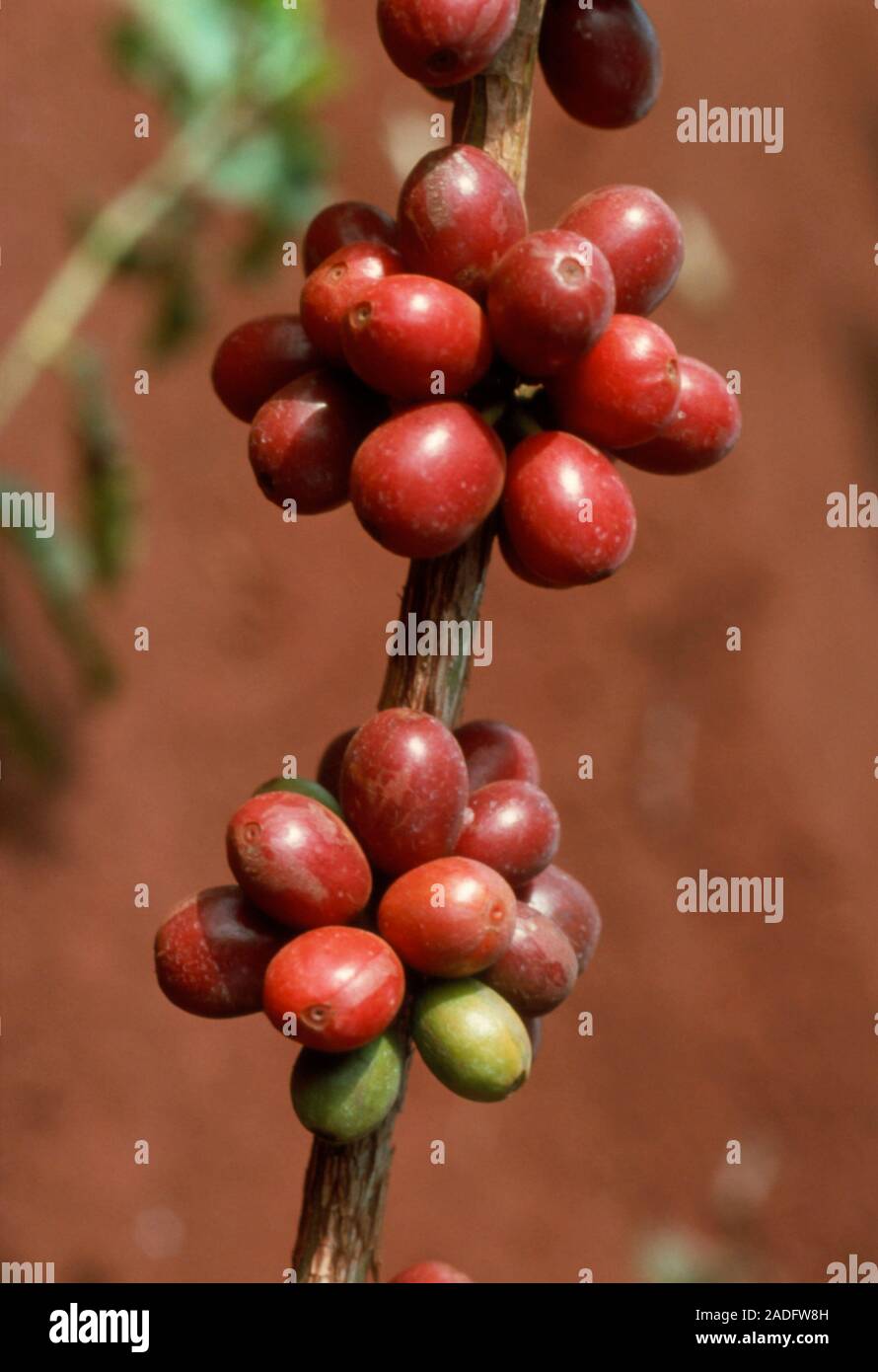 Coffee fruits. Branch of a coffee plant, Coffea sp., showing two ...
