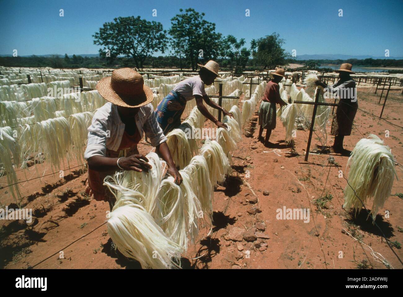 Hemp production. Workers hang out the hemp fibres obtained from sisal ...