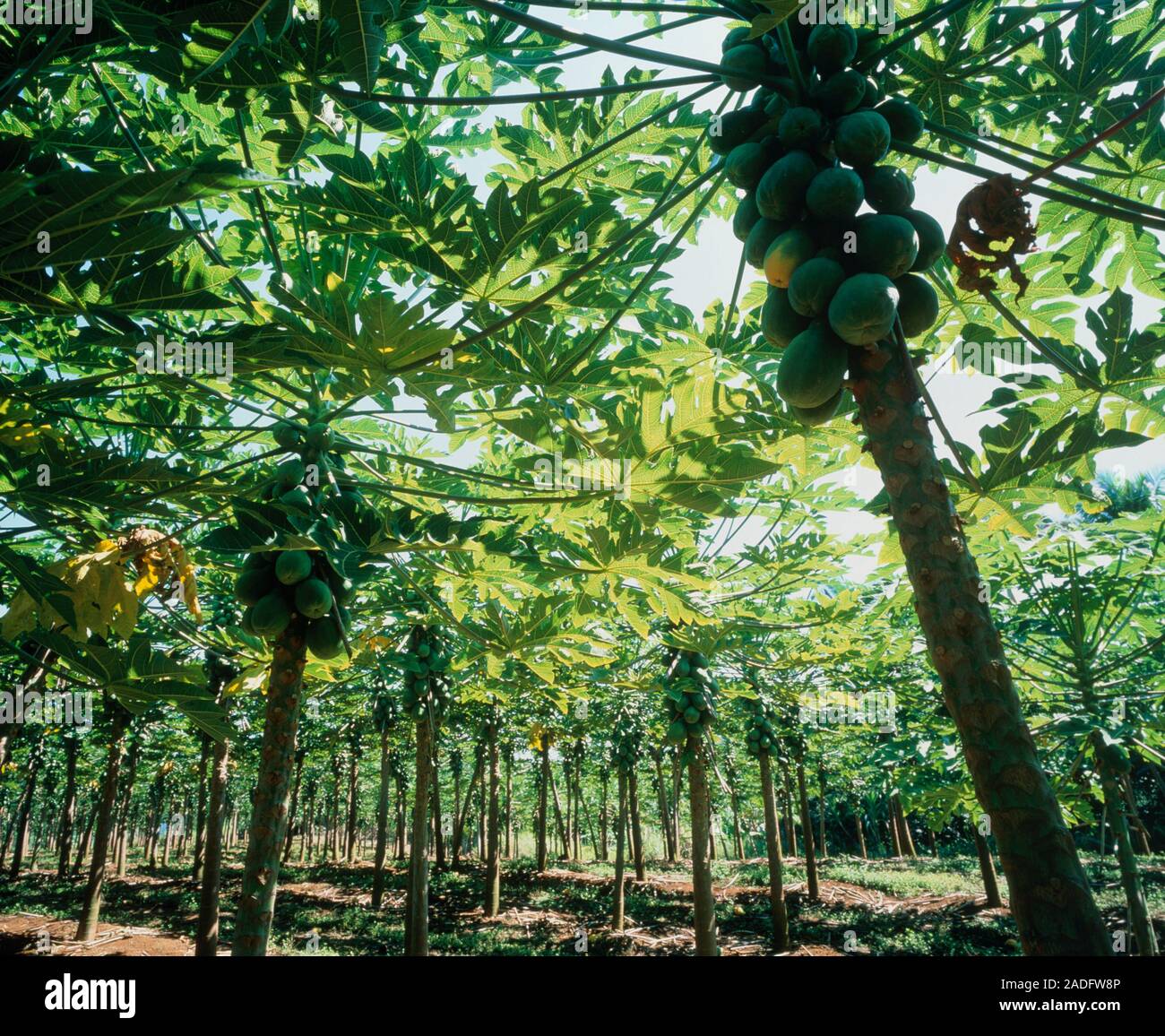 Papaya orchard. Fruit growing on papaya trees, Carica papaya, in an ...