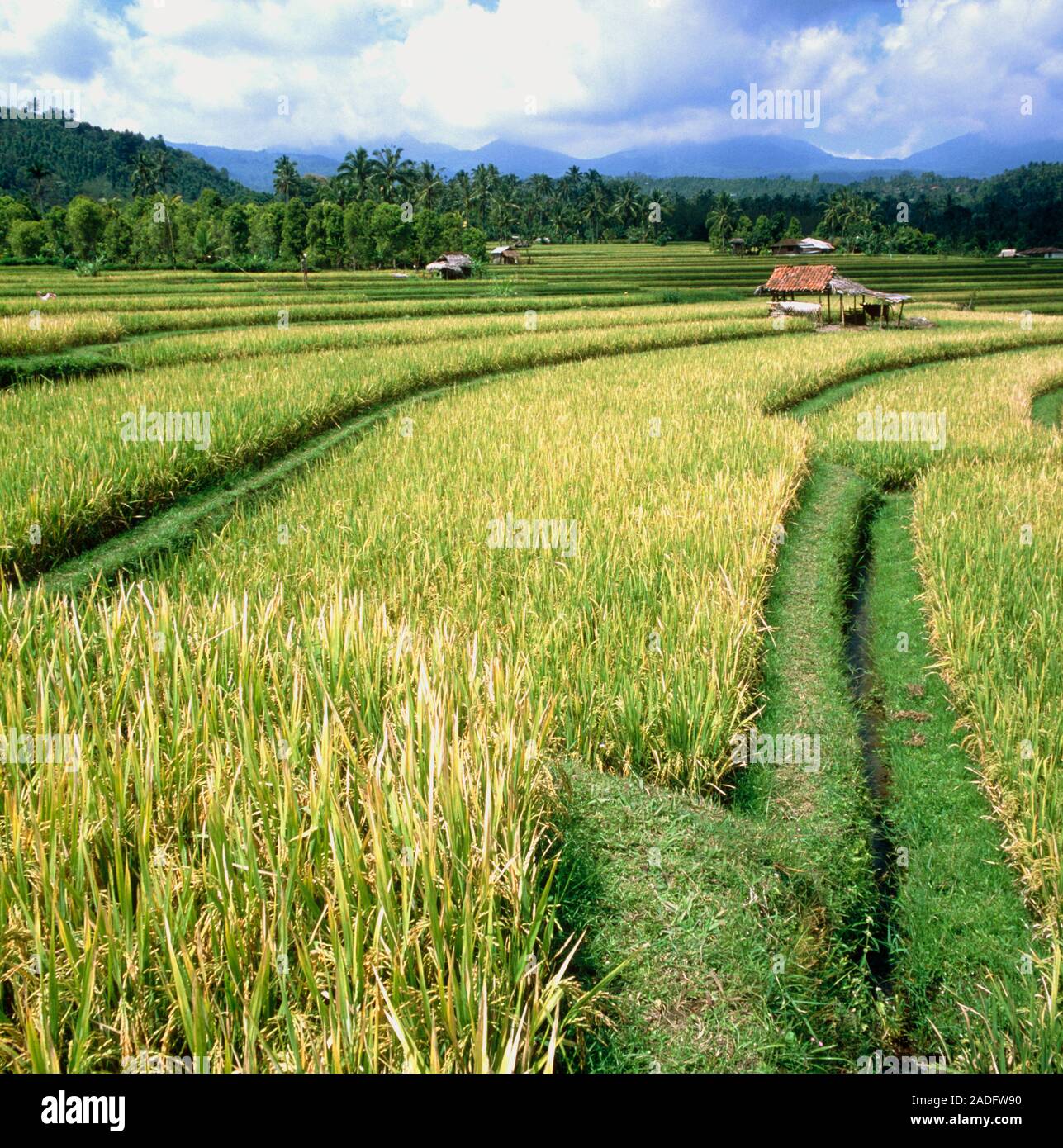 Rice field. Wet cultivation of rice (Oryza sativa) in an irrigated ...