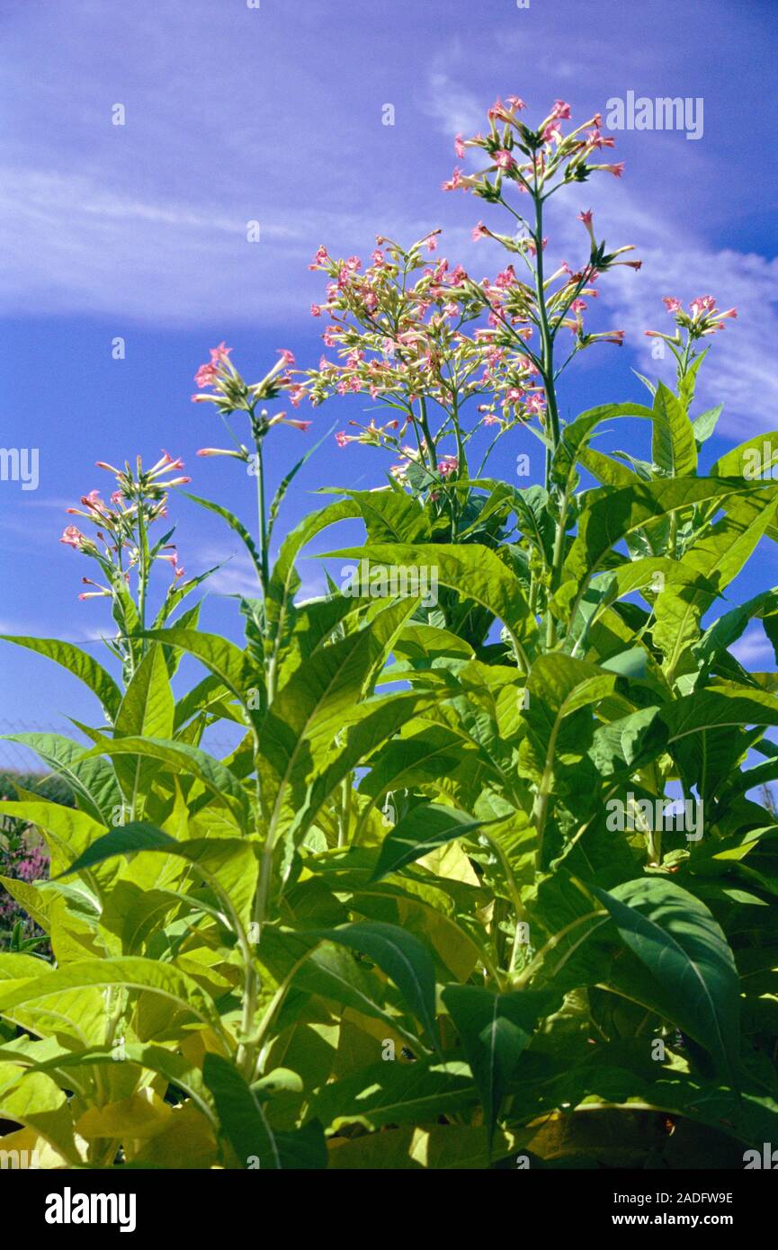 Tobacco plants (Nicotiana tabacum) in flower. This shrub, native to ...