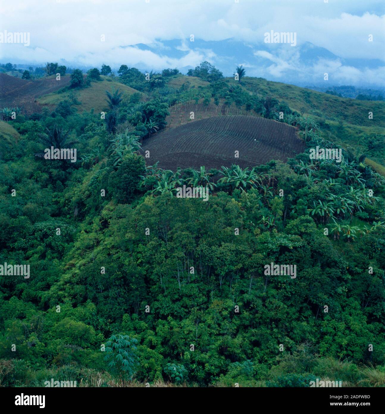 Crop field. Farmed land surrounded by rainforest. Photographed in the ...