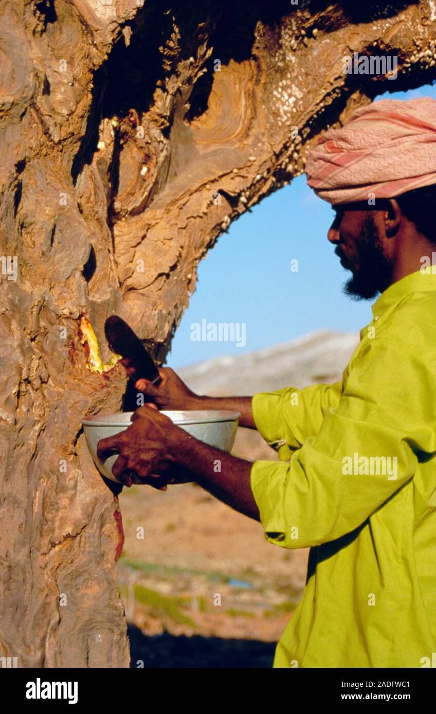 Resin collection. Man collecting resin from a dragon's blood tree ...