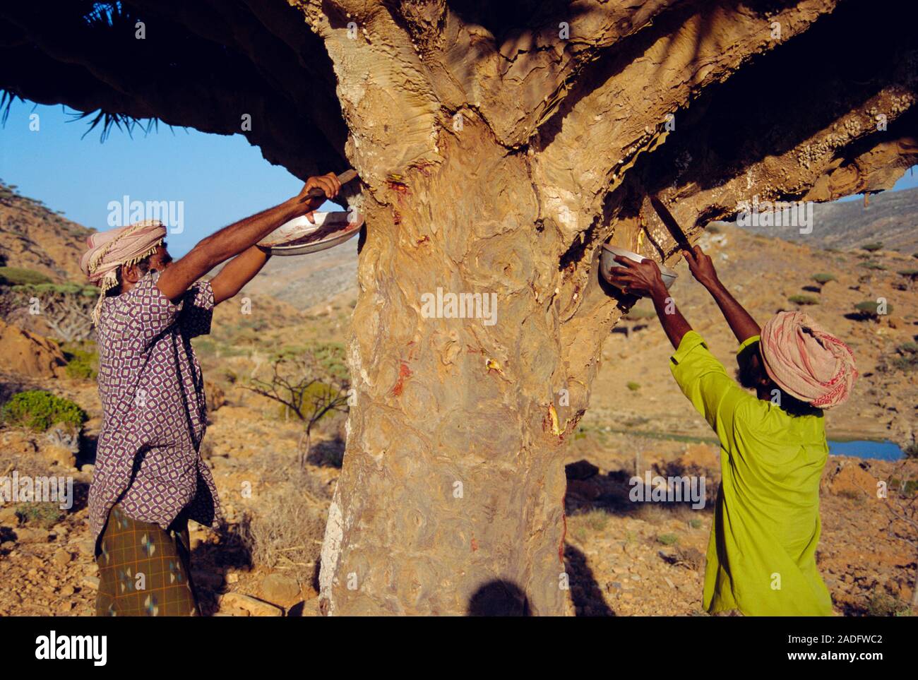 Resin collection. Men collecting resin from a dragon's blood tree ...