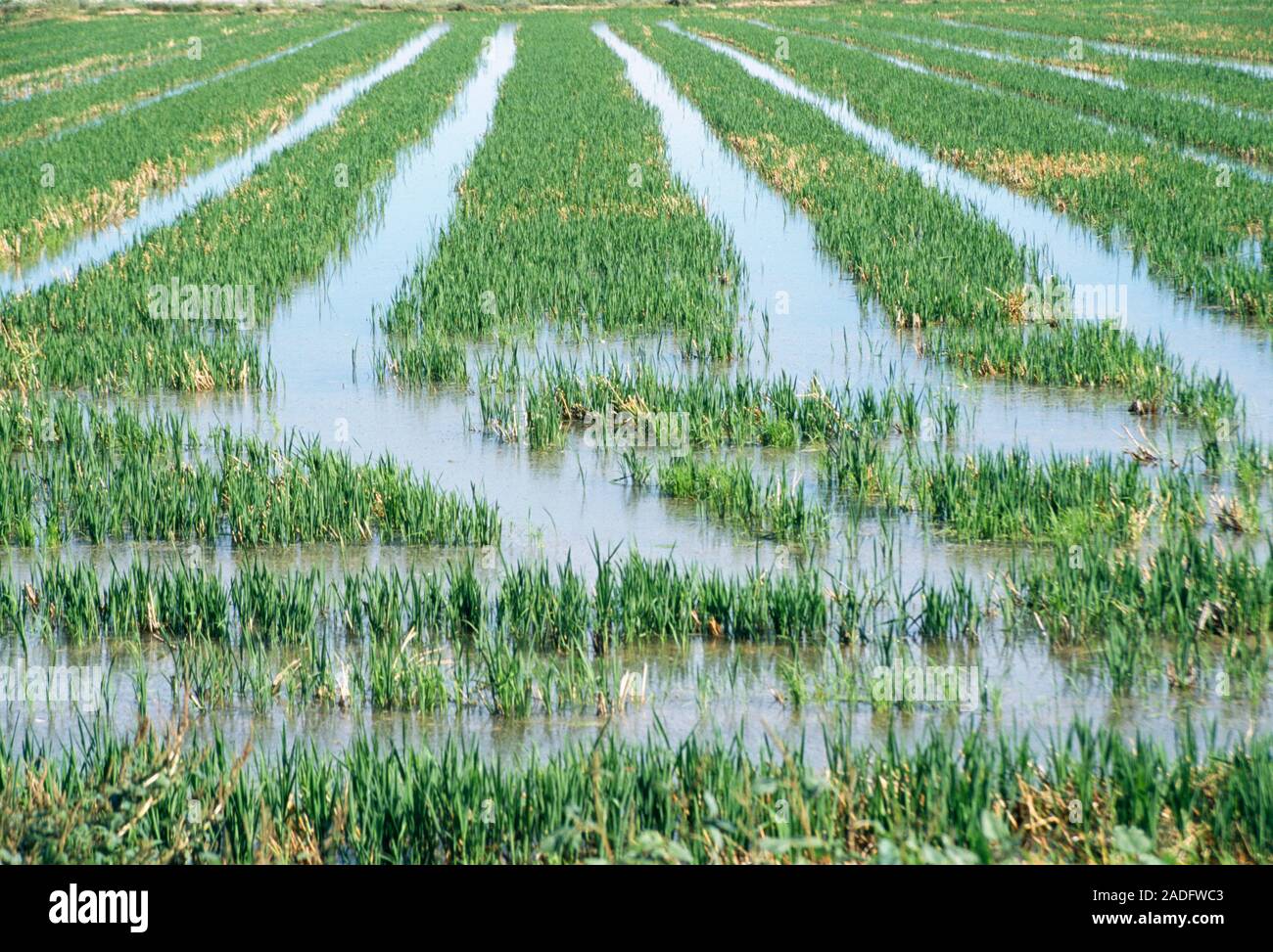 Rice paddy field. Flooded paddy fields used for growing rice (Oryza ...