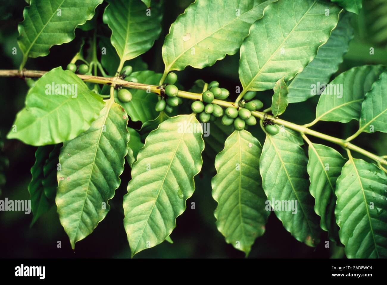 Coffee fruits on a branch of a coffee plant (Coffea sp.). Clusters of ...