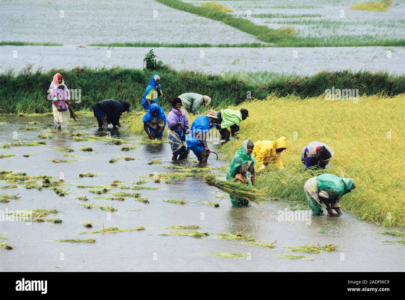 Rice harvest. Men and women harvesting rice (Oryza sativa) by hand in ...