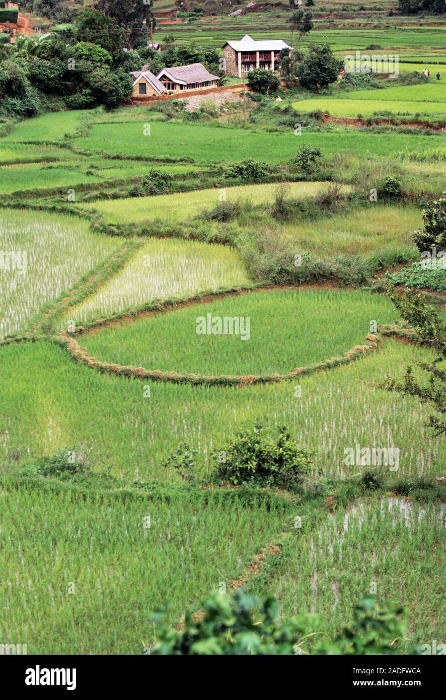 Rice fields. Rice (Oryza sativa) growing in paddy fields. Rice is the ...