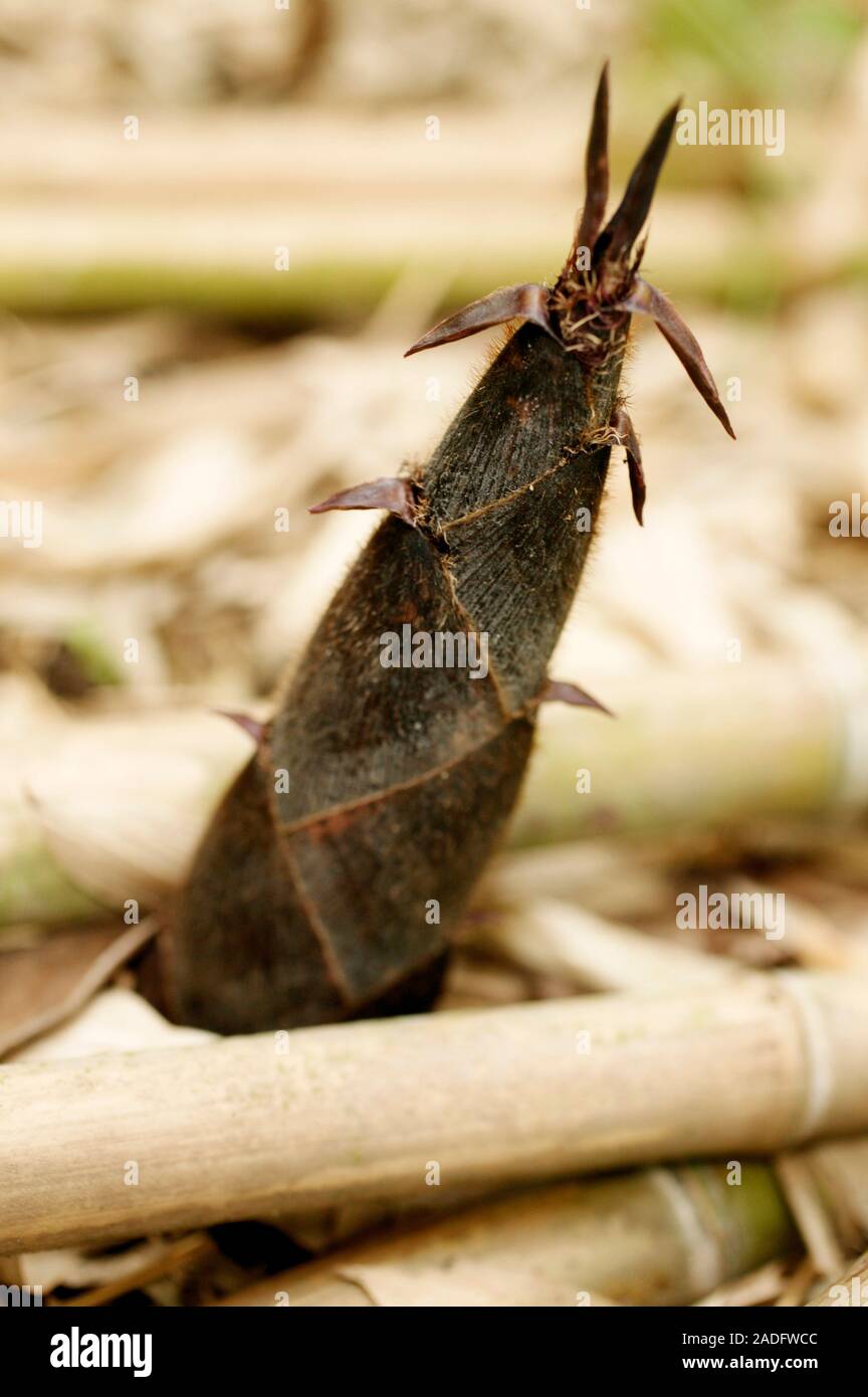 Bamboo shoot emerging from the ground. Bamboo is a member of the grass ...