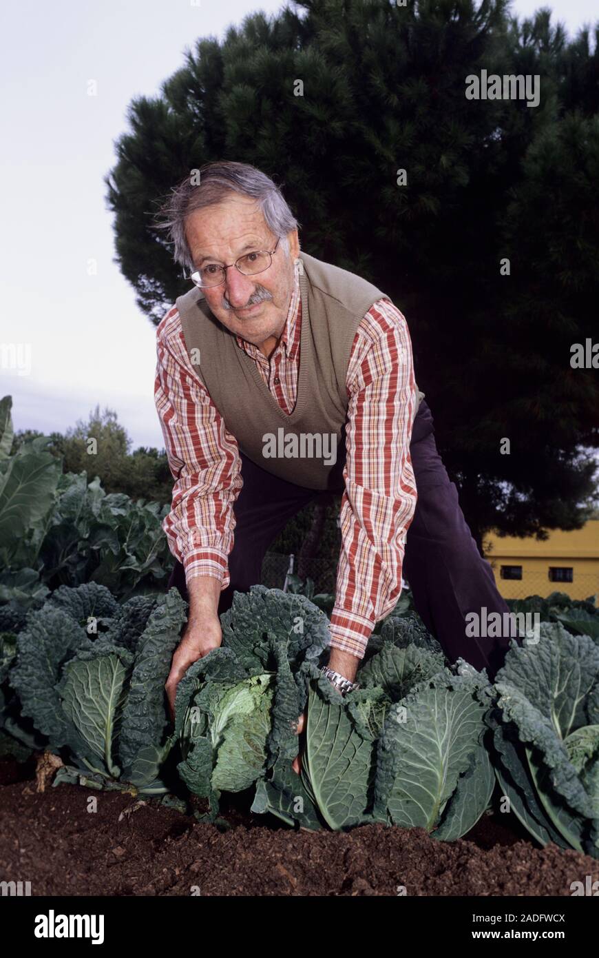 Cabbage harvest. Man harvesting cabbages (Brassica oleracea) from his ...