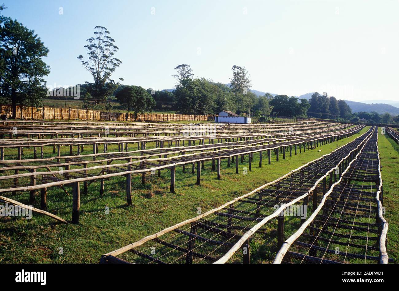 Coffee plantation. Empty drying racks for coffee beans at a coffee ...