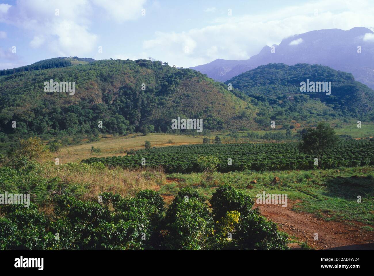 Coffee plantation. Field of coffee plants (Coffea sp.). These are grown ...