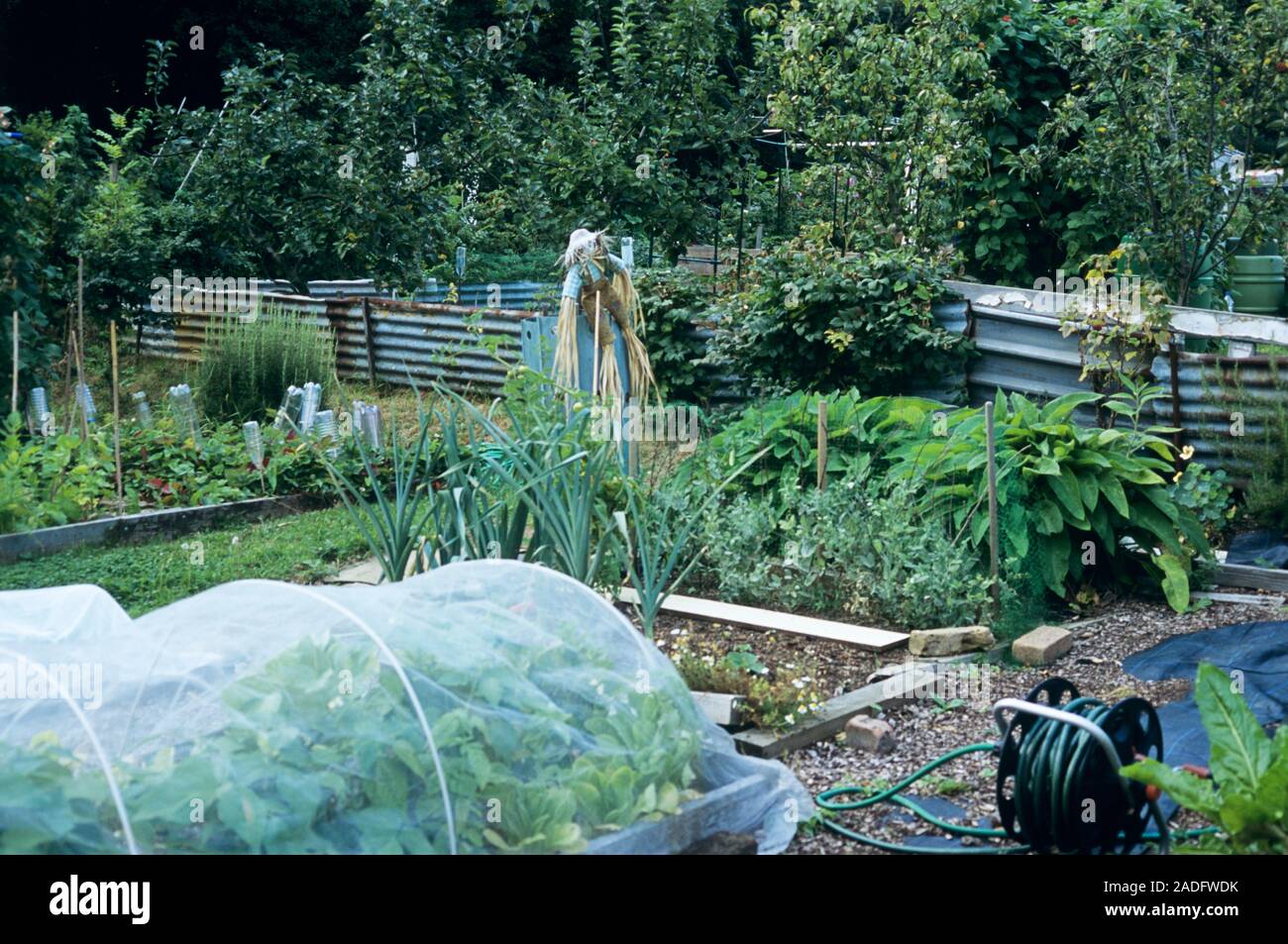 Pest control. Scarecrow, netting and plastic bottles on an organic ...