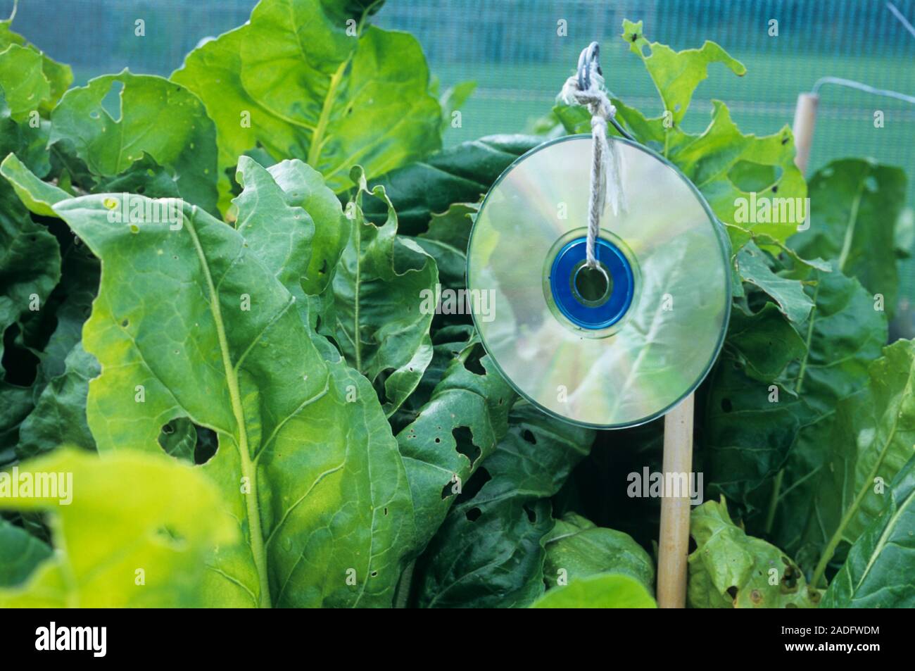 Pest control. Compact disc (CD) used to protect plants against pests on ...