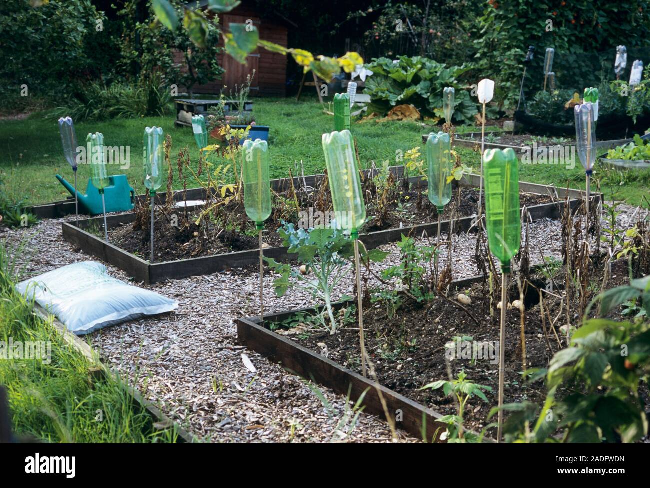 Pest control. Plastic bottles on sticks used to protect plants against ...