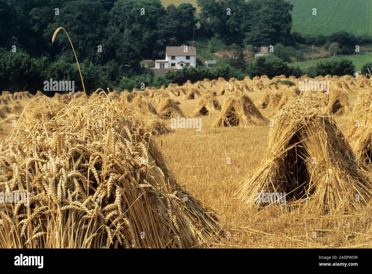 Wheat sheaves. Traditional harvested sheaves of wheat (Triticum sp.) in ...