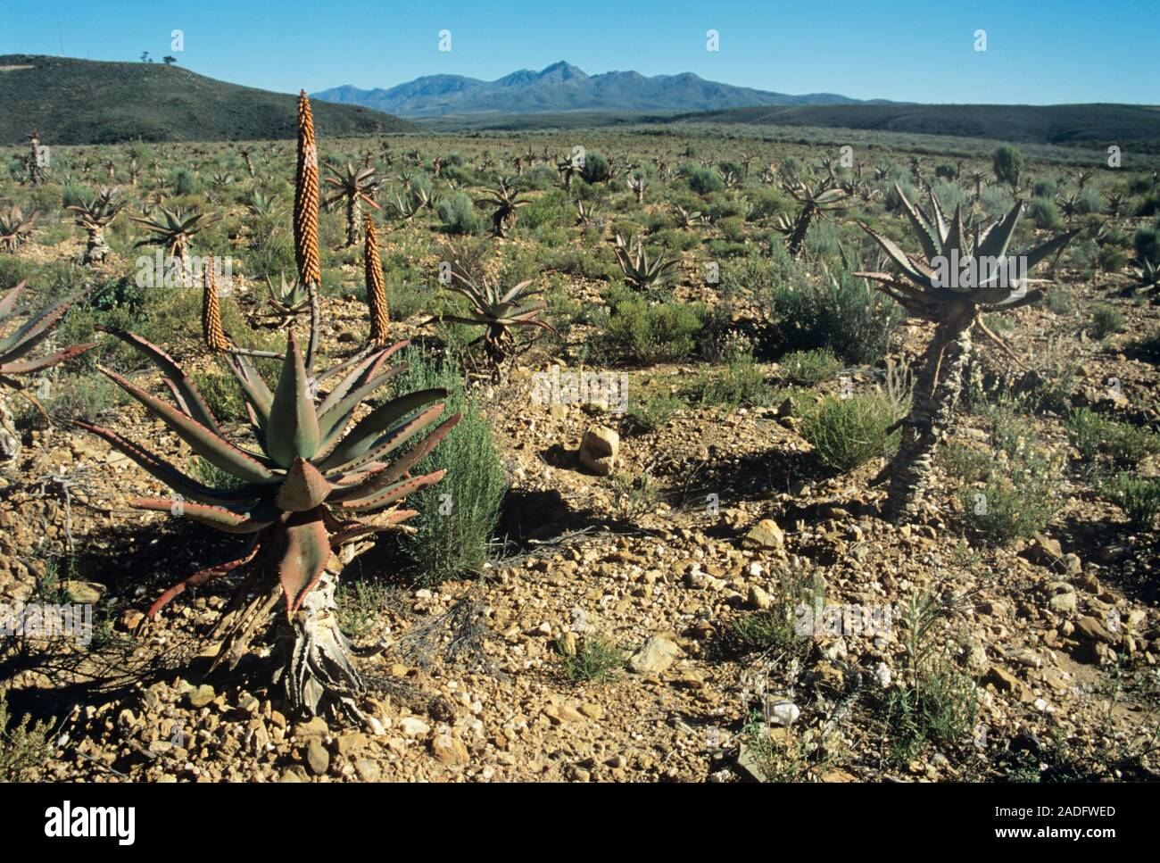 Karoo aloe cultivation. Aloe ferox plants in an orchard with indigenous ...