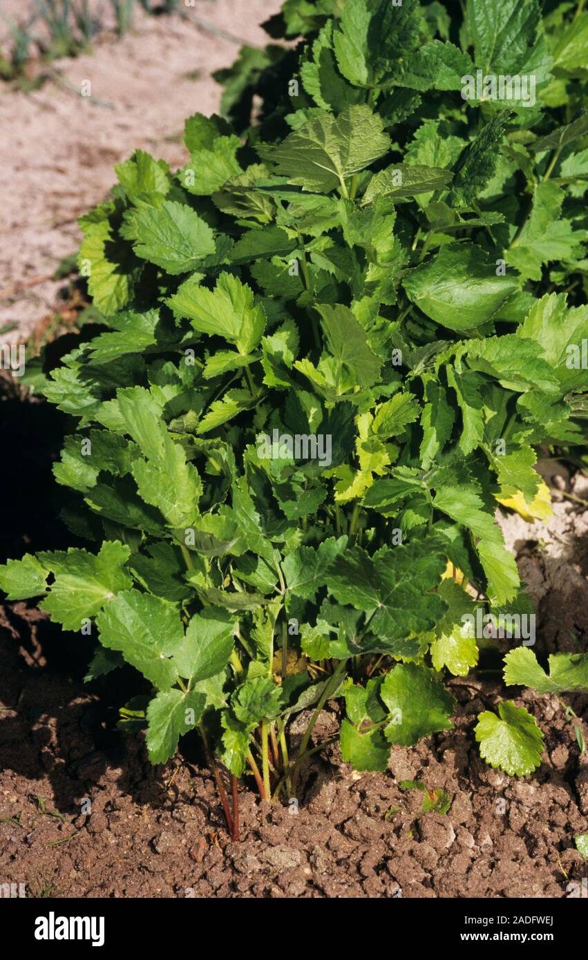 Parsnip plants being grown as a food crop. In the soil, below the ...