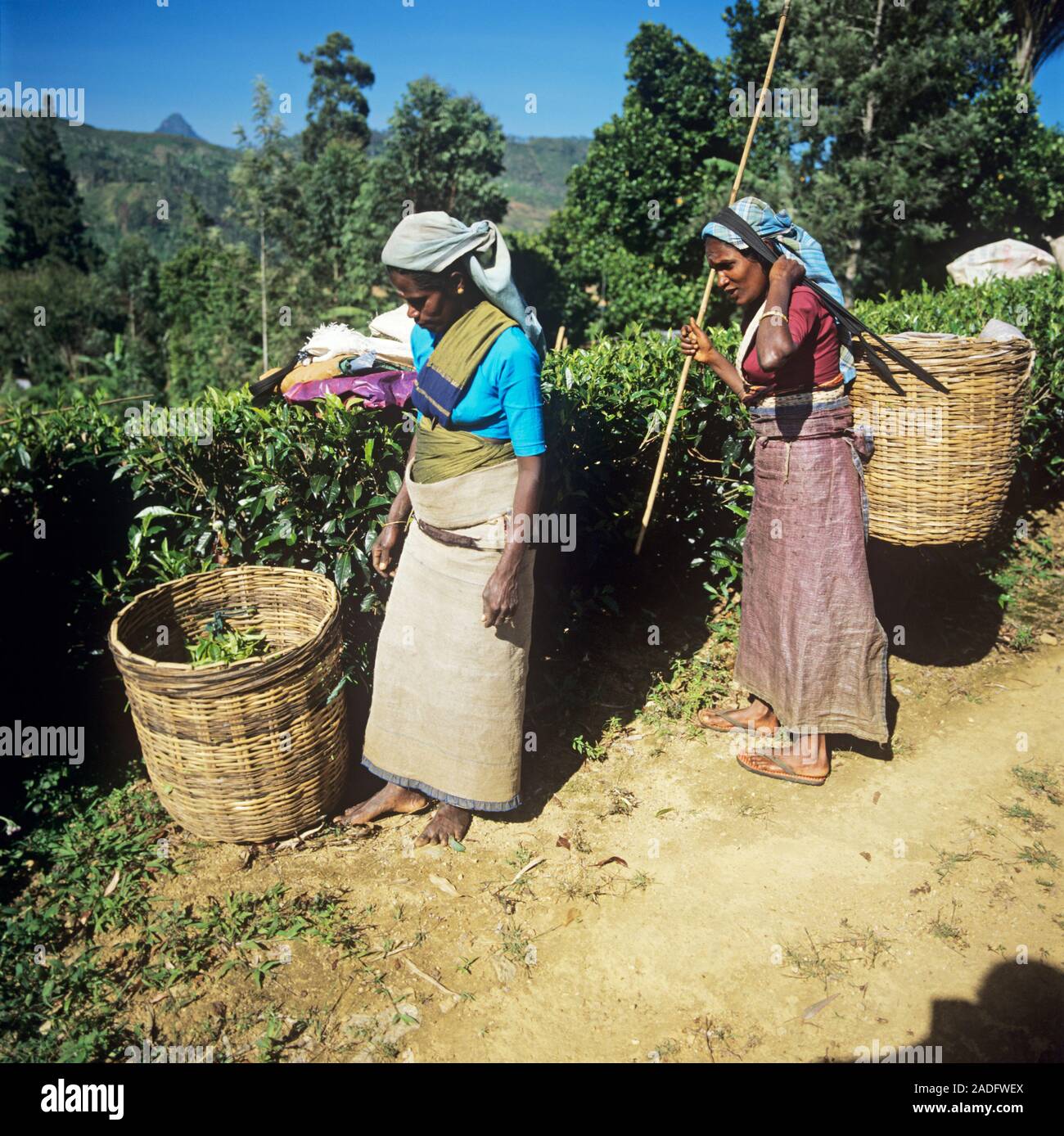 Tea pickers. Women with baskets full of tea leaves (Camellia sp ...