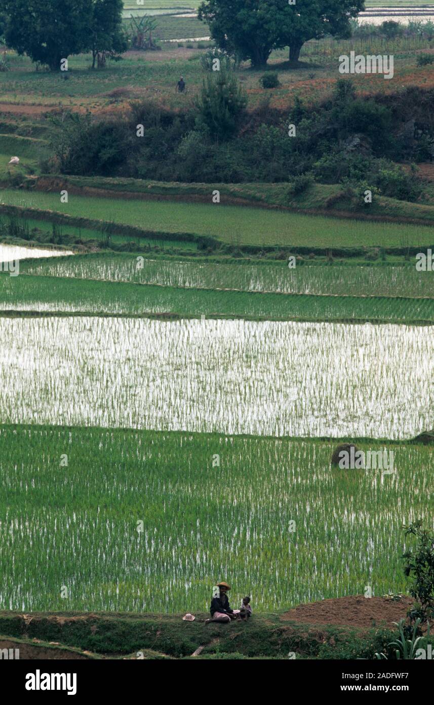Rice paddies in the Ambositra region of Madagascar. Rice (Oryza satvia ...