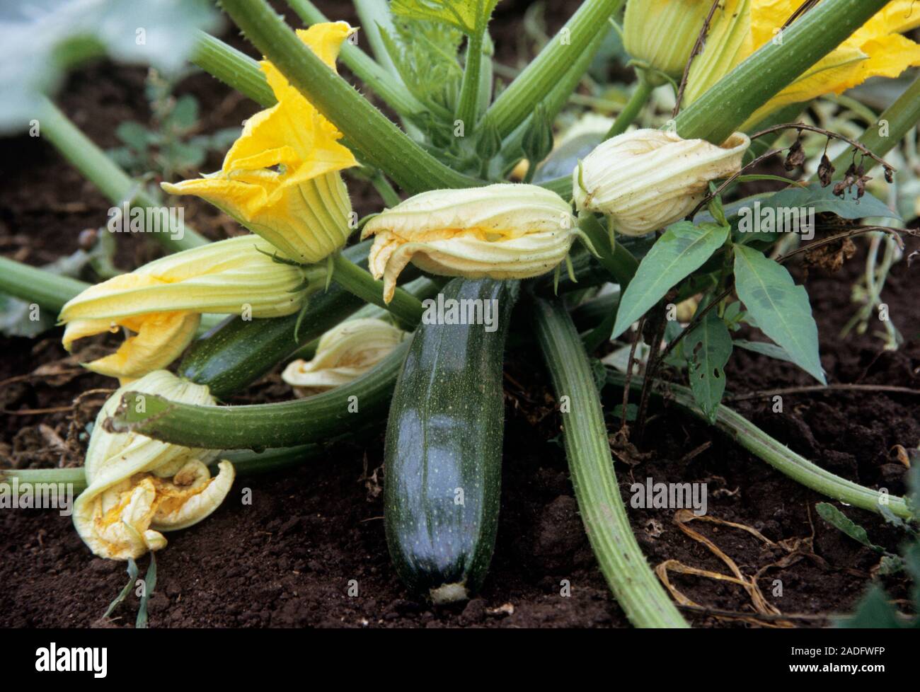Courgette (Cucurbita pepo) fruit. Both the flower and fruit of the ...