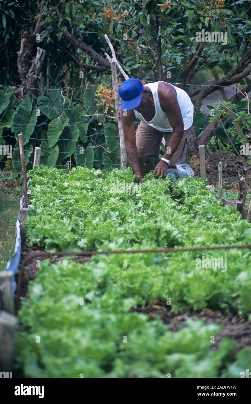 Smallholding. Farmer tending his lettuce crop. This is a smallholding ...