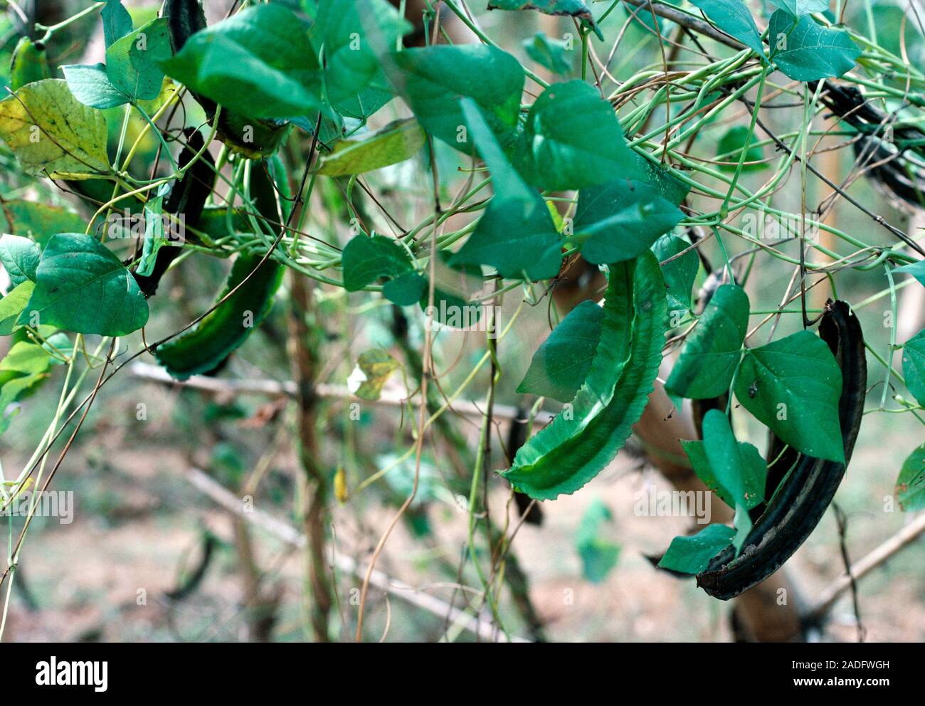 Winged bean pods (Psophocarpus tetragonolobus) The bean pods turn a ...