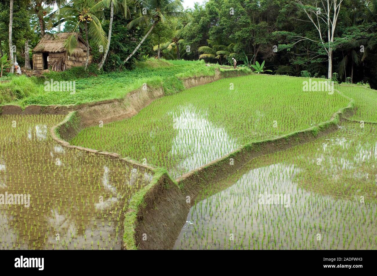 Terraced paddy fields. Rice (Oryza sativa) growing in terraced paddy ...