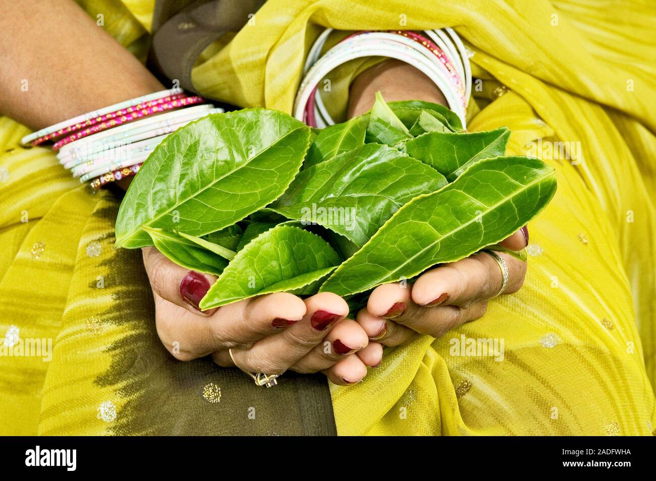 MODEL RELEASED. Tea leaves in the hands of an Indian woman Stock Photo ...