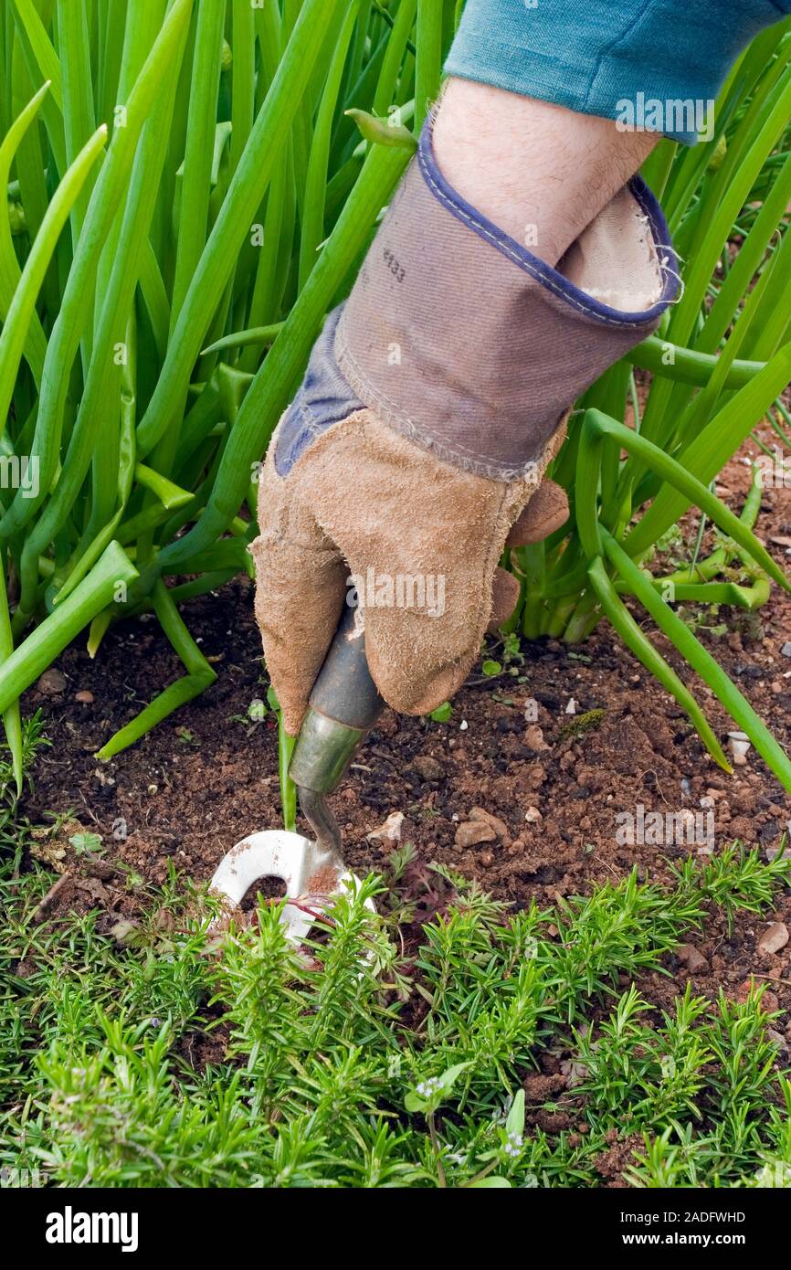 Weeding. Gardener using a fork to remove weeds from the soil in a ...