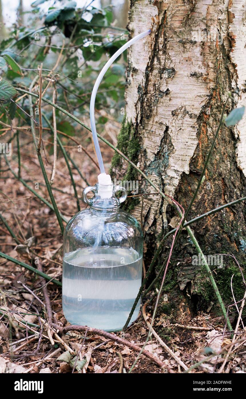 Collecting sap from a silver birch tree (Betula pendula) for wine ...
